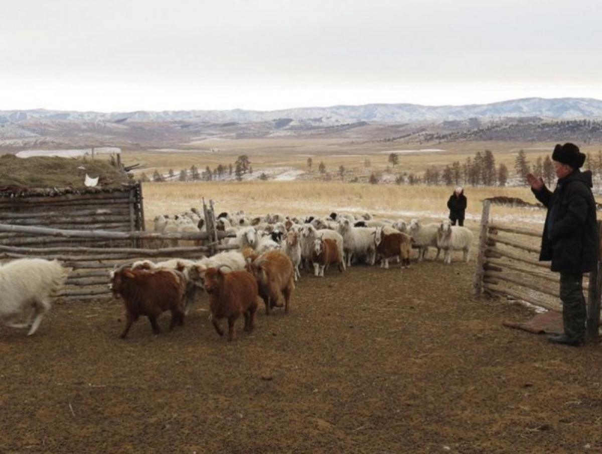 Мал тооллогын лавлагааг E Mongolia гаас авах боломжтой